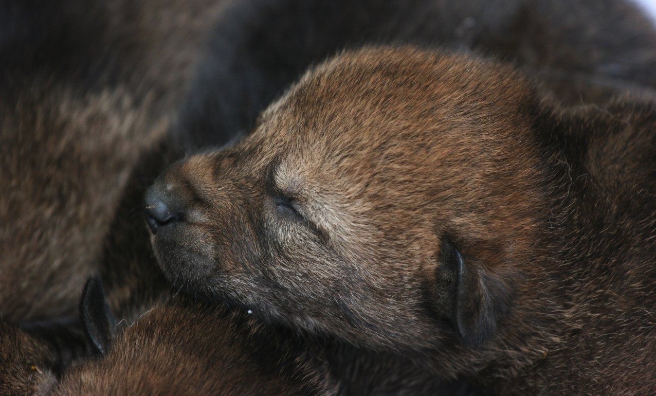 Wolves of the Day: Jackson Zoo Wolf Pups - Mississippi Free Press