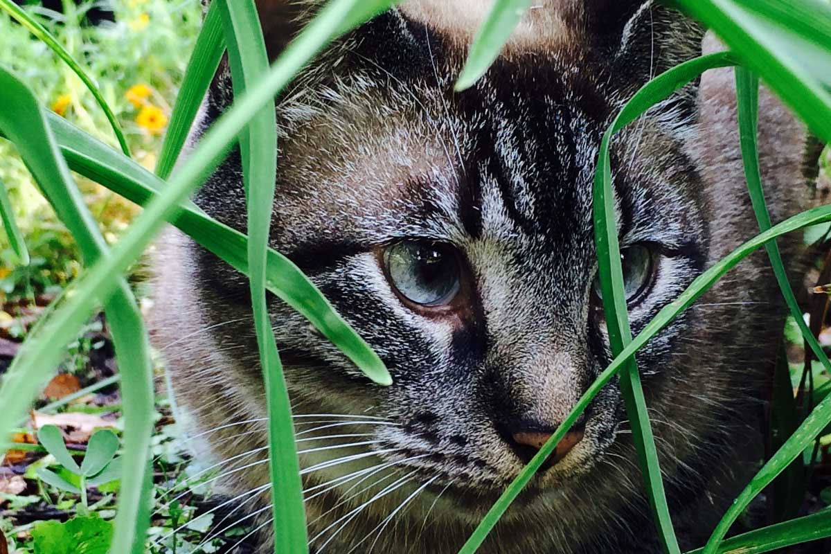 Sal the Cat - Mississippi Free Press