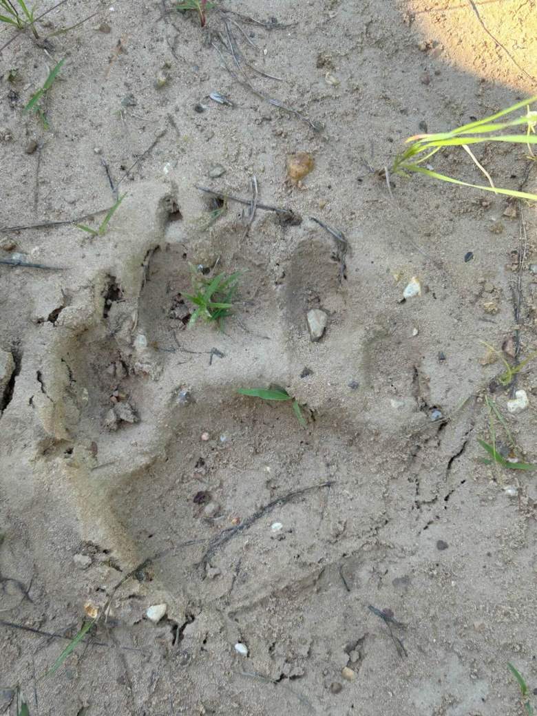 Mississippi Could Legalize Black Bear Hunting Under New Bill