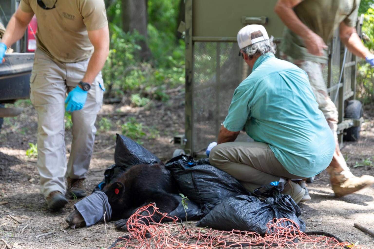 Mississippi Could Legalize Black Bear Hunting Under New Bill